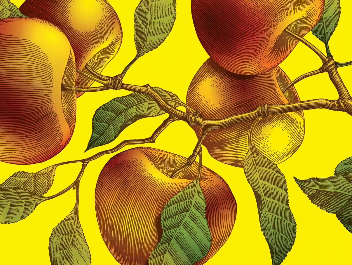 What is cider? Everything you need to know about apples & cider ...