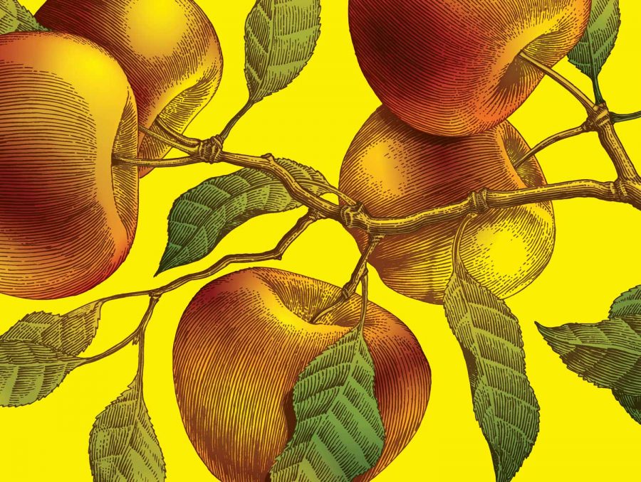 What is cider? Everything you need to know about apples & cider ...